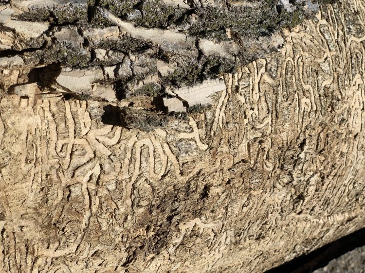 Emerald Ash Borer: Destructive artists at work - Nostalgic Wood